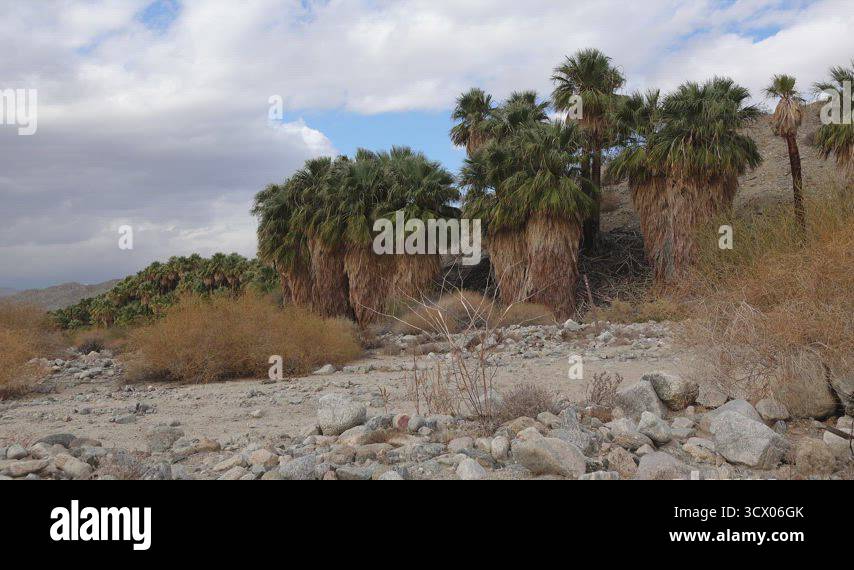 Palm trees rise in the desert at Thousand Palms Oasis near Coachella ...