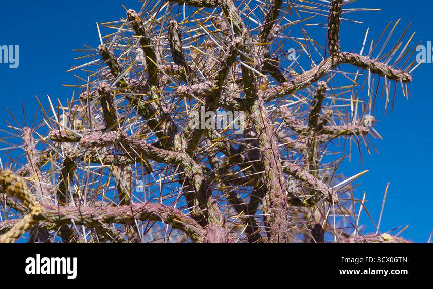 Arizona pencil cholla with long yellow spines against the blue sky ...