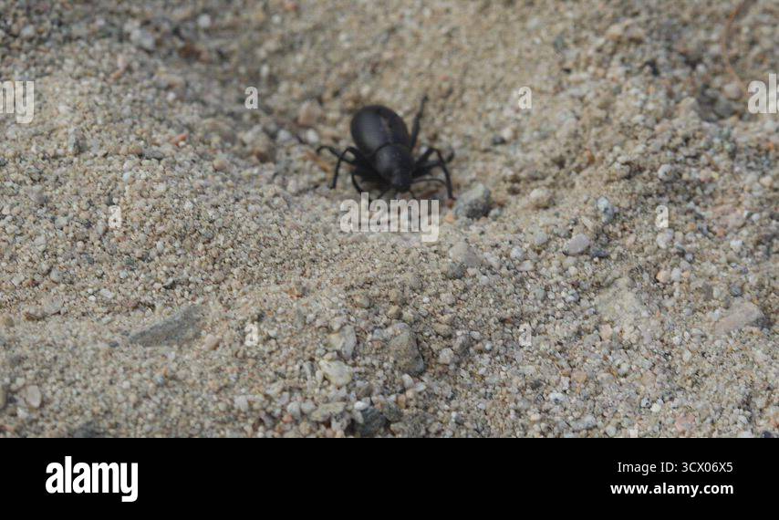 A black desert beetle in California desert runs on the sand Stock Video ...
