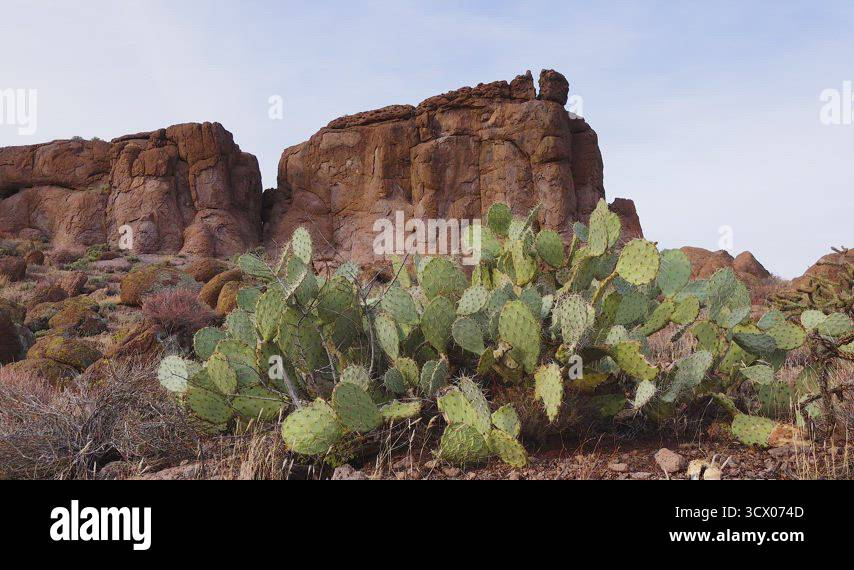 Arizona cacti. Pancake prickly pear, dollarjoint prickly pear (Opuntia ...