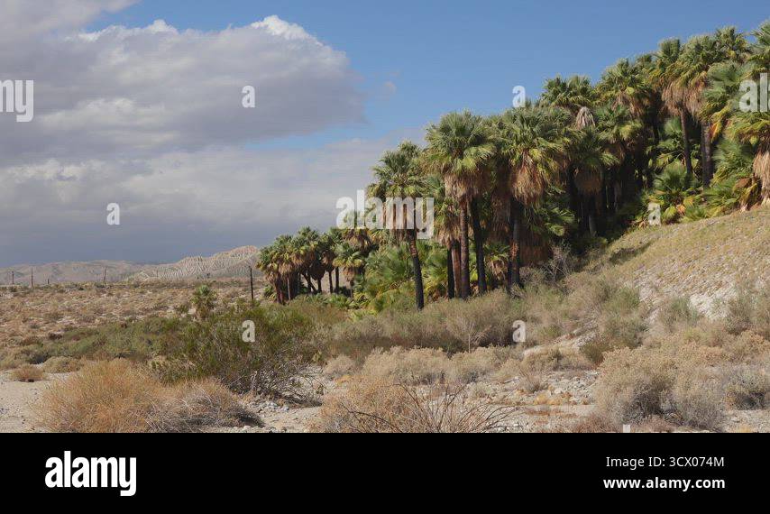 Palm trees rise in the desert at Thousand Palms Oasis near Coachella ...