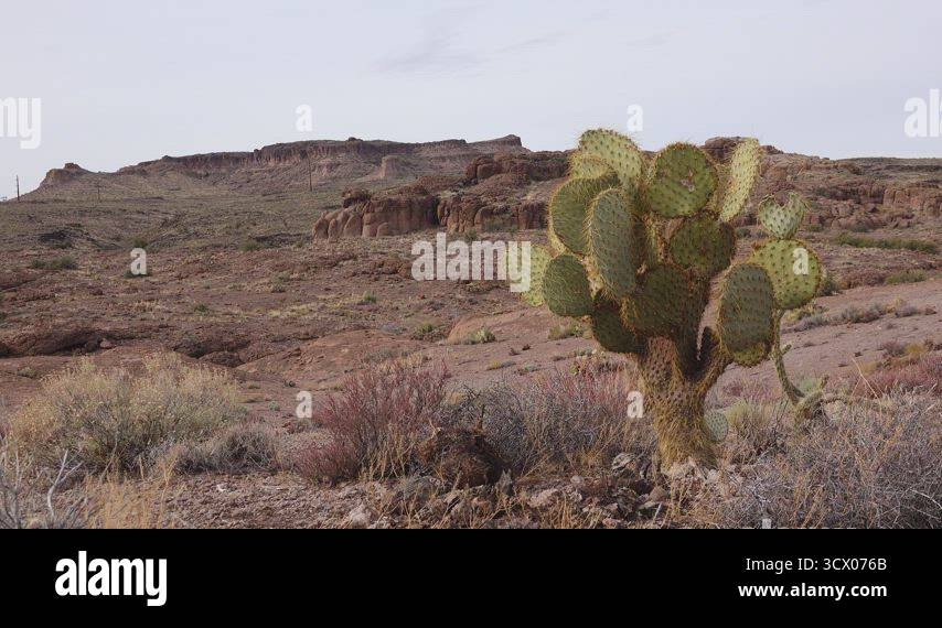 Arizona Cacti. Engelmann prickly pear, cactus apple (Opuntia ...