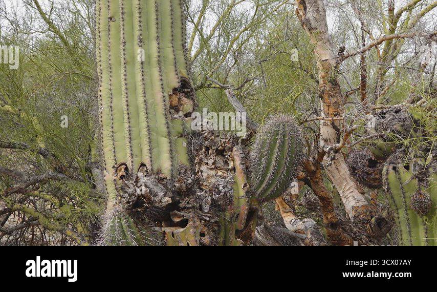 Death cactus Stock Videos & Footage - HD and 4K Video Clips - Alamy