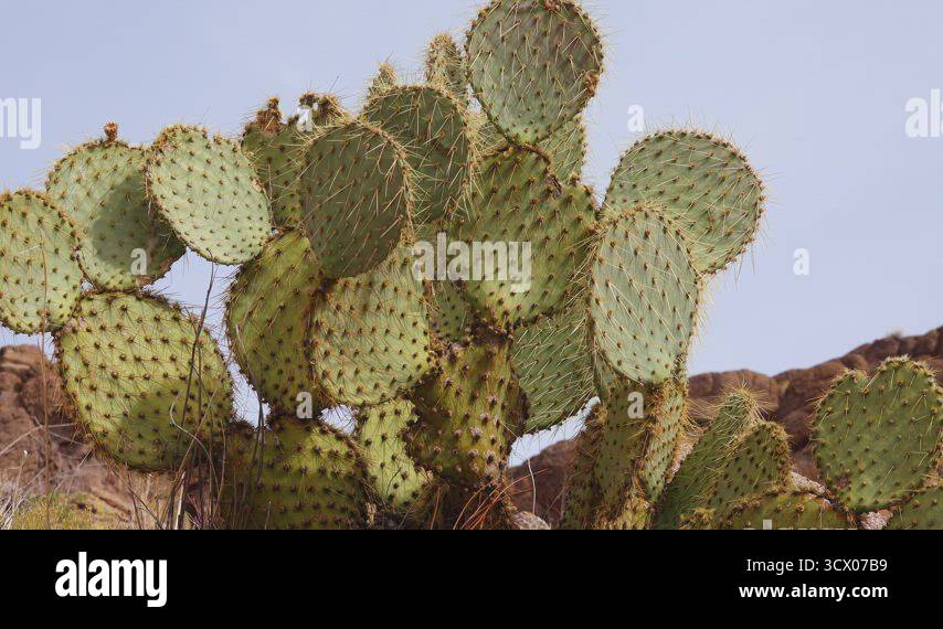 Arizona Cacti. Engelmann prickly pear, cactus apple (Opuntia ...