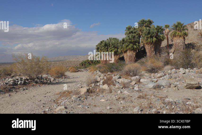 Palm trees rise in the desert at Thousand Palms Oasis near Coachella ...