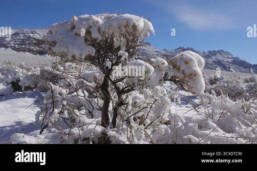 Snow cyclone, snow on desert plants on a mountain pass near Death ...