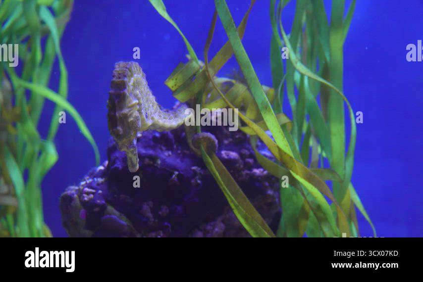 Seahorse swims in a marine aquarium, holding its tail on algae. Stephen ...
