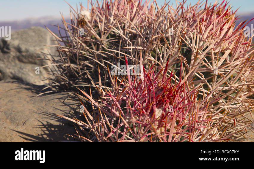 Cacti in the California desert. (Echinocactus polycephalus), Cannonball ...