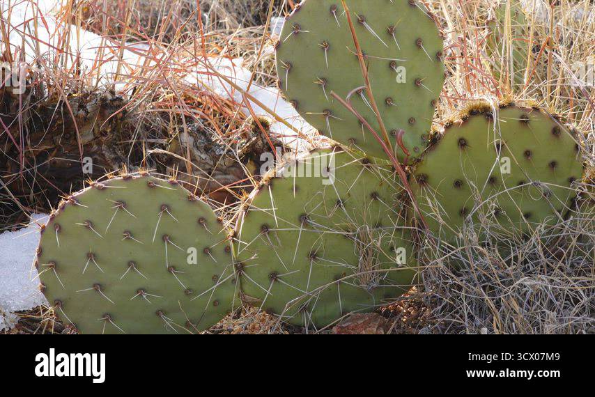 Arizona Cacti. Purple prickly pear, black spine prickly pea (Opuntia ...