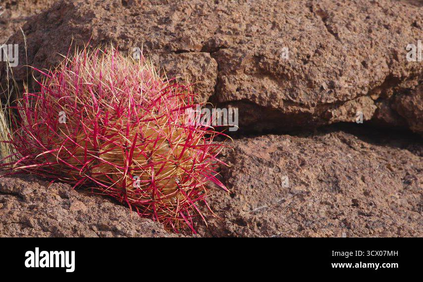 Arizona Cacti. California barrel cactus, compass barrel (Ferocactus ...