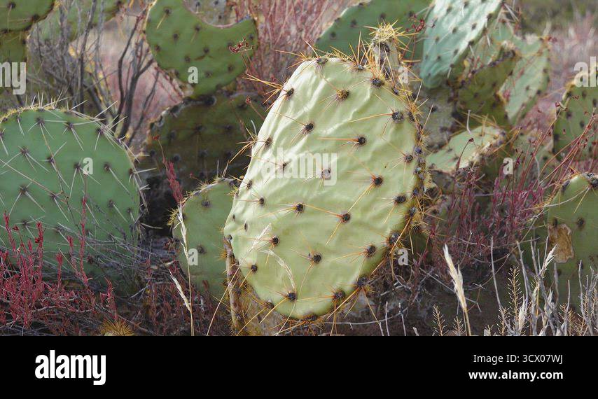 Arizona Cacti. Engelmann prickly pear, cactus apple (Opuntia ...