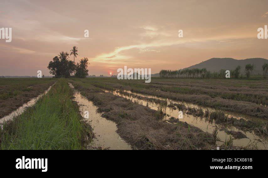 Beautiful sunset hour paddy field Stock Videos & Footage - HD and 4K ...