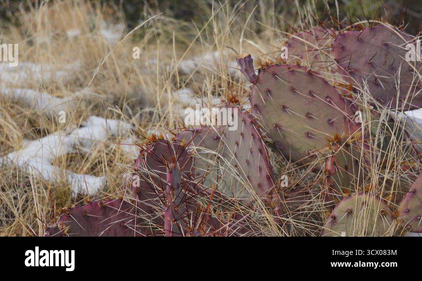 Arizona Cacti. Purple prickly pear, black spine prickly pea (Opuntia ...