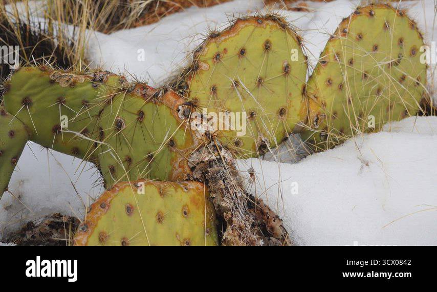 Arizona Cacti. Purple prickly pear, black spine prickly pea (Opuntia ...