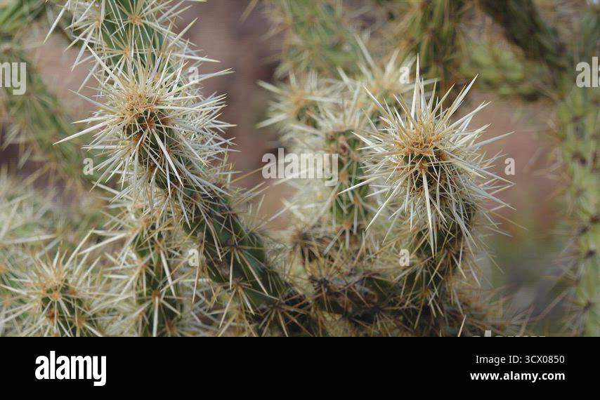 Arizona cacti. Teddy bear cholla (Cylindropuntia). Different types of ...