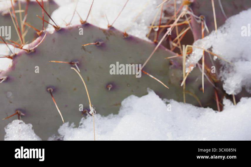 Arizona Cacti. Purple prickly pear, black spine prickly pea (Opuntia ...