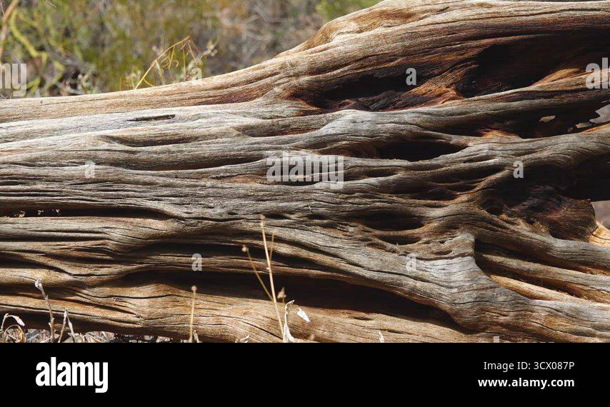 Cacti Arizona. Dead Giant Saguaro cactus has rotted and fallen in Organ ...