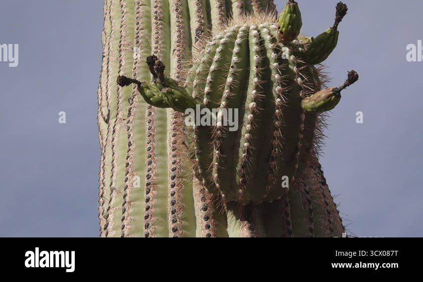 Dried flowers on a small Saguaro cactus in the desert in Arizona, near ...