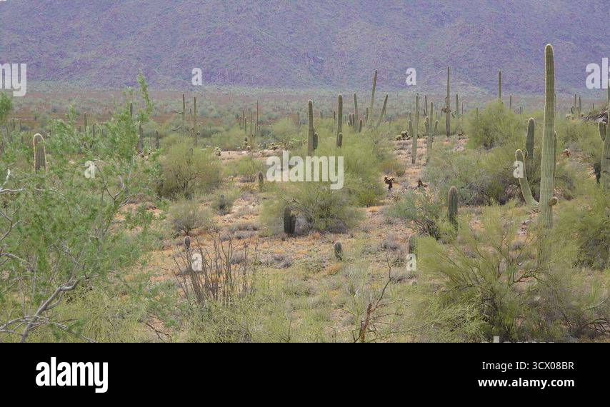 Large cacti in Arizona against a blue sky, desert landscape. Saguaro ...
