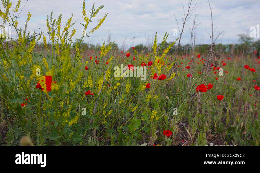 Papaver rhoeas corn rose field Stock Videos & Footage - HD and 4K Video ...