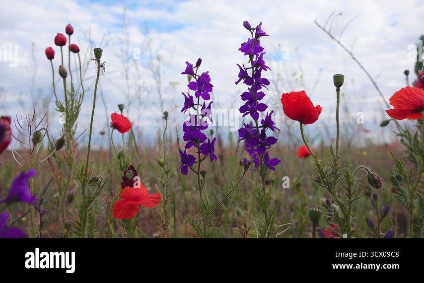 Papaver rhoeas (corn rose, field, Flanders, red poppy) red flowers ...
