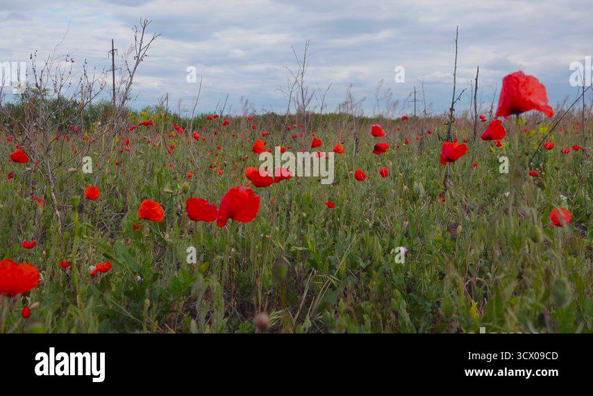 Papaver rhoeas (corn rose, field, Flanders, red poppy) red flowers ...