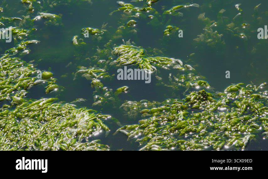 Green Algae on a stone near the shore, Hadzhibeysky estuary Stock Video ...
