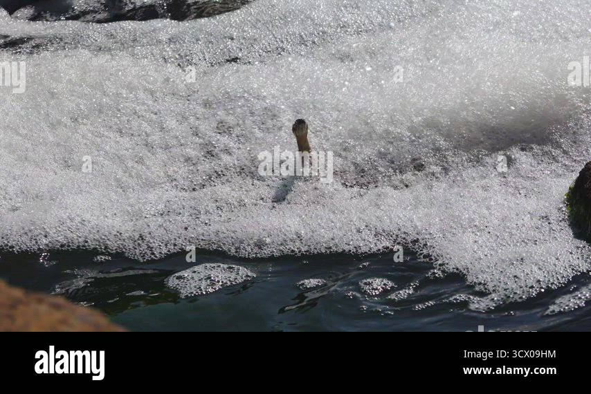Head of a dice snake (Natrix tessellata) sticks out of foam in dirty ...