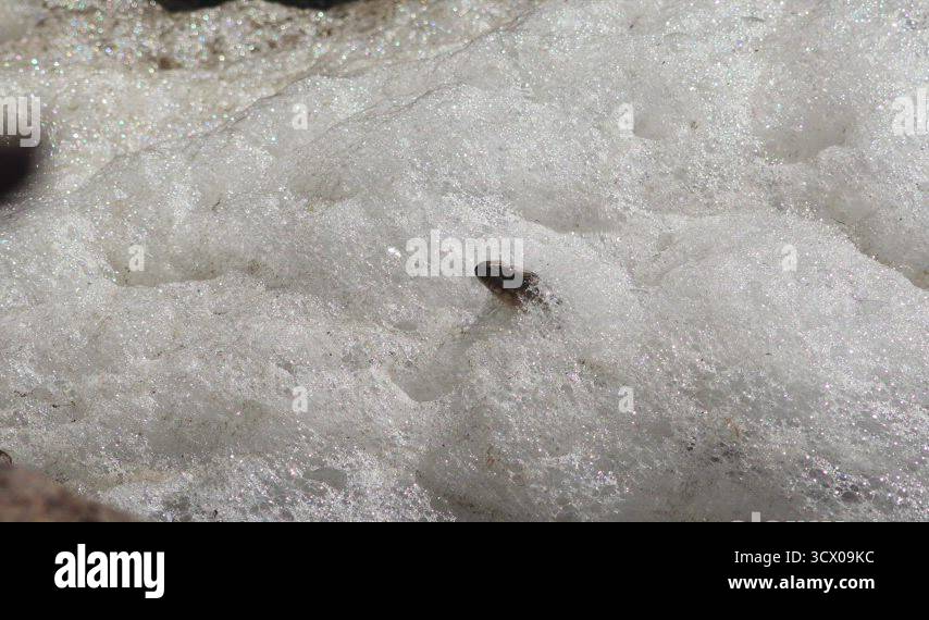 Head of a dice snake (Natrix tessellata) sticks out of foam in dirty ...