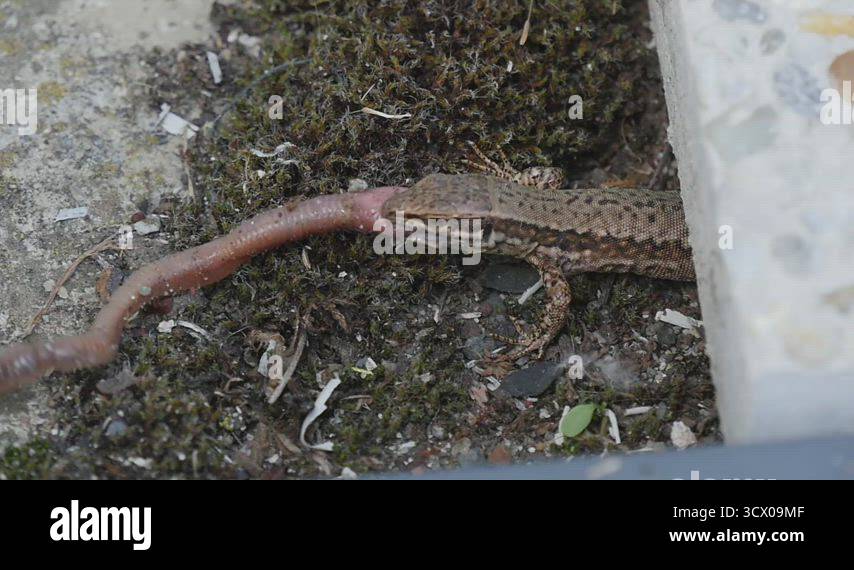 a lizard eating a earthworm Stock Video Footage - Alamy