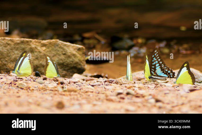 4K. group of colorful butterflies moving butterfly wings on the ground ...