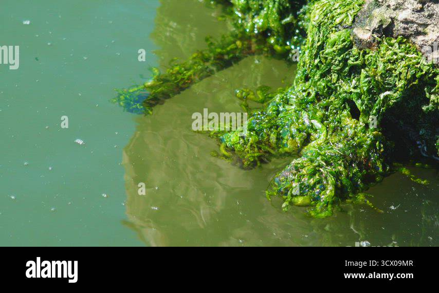 (Ulva intestinalis) Green Algae (Enteromorpha) on a stone near the ...