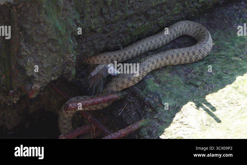 The dice snake (Natrix tessellata) lies on a stone, Hadzhibey estuary ...