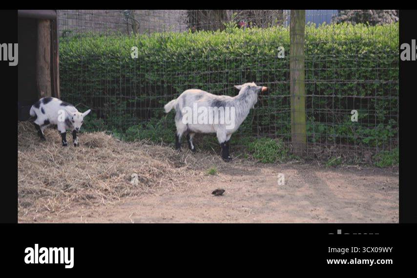 White goat male large Stock Videos & Footage - HD and 4K Video Clips ...