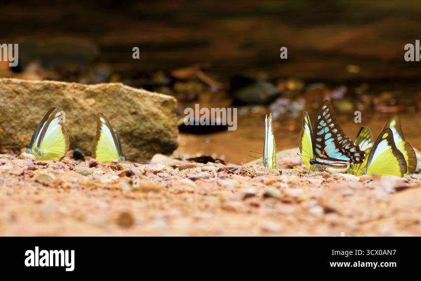 4K. group of colorful butterflies moving butterfly wings on the ground ...