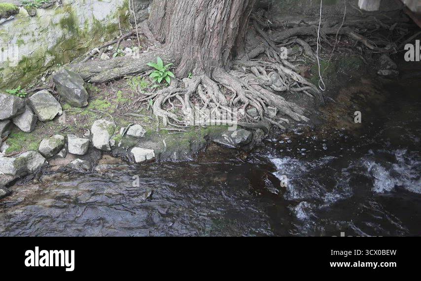 the river flows past the roots of a large tree Stock Video Footage - Alamy