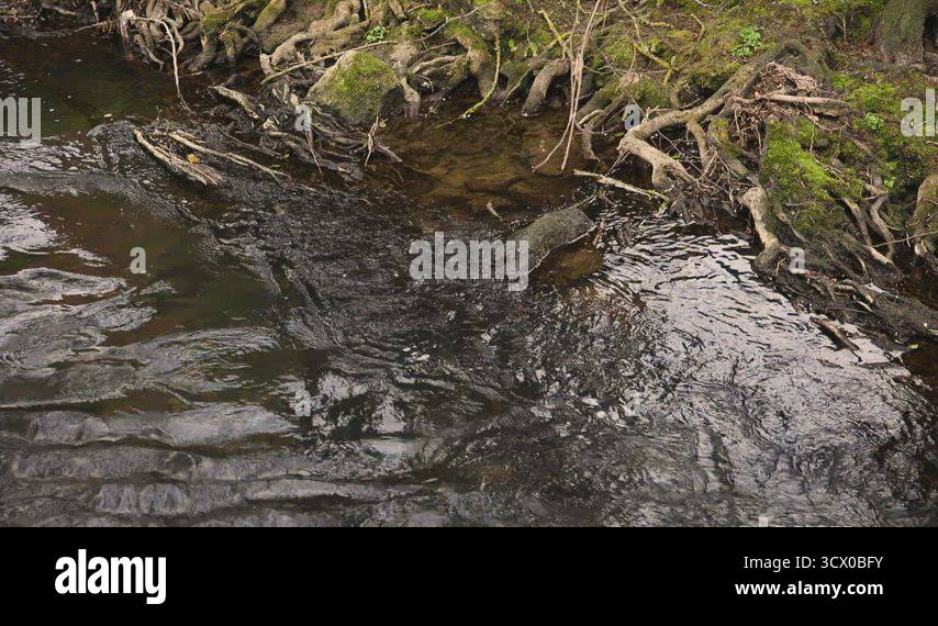 water flows in the riverbed next to the roots of the tree Stock Video ...