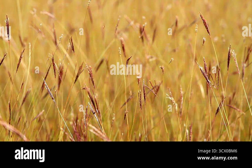 Beautiful grass field at sunset Stock Video Footage - Alamy