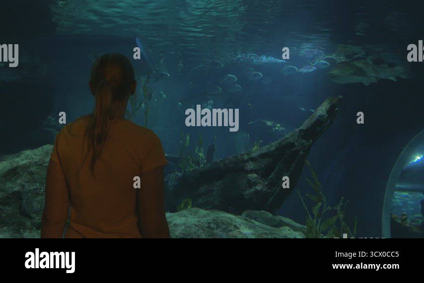 Siam ocean world aquarium Stock Videos & Footage - HD and 4K Video ...