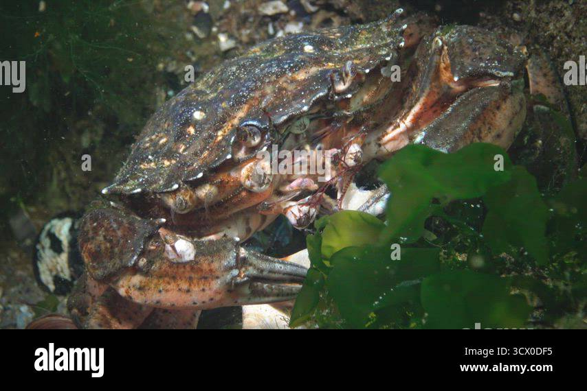 Nutrition of Green crab or Shore crab (Carcinus maenas, Carcinus ...