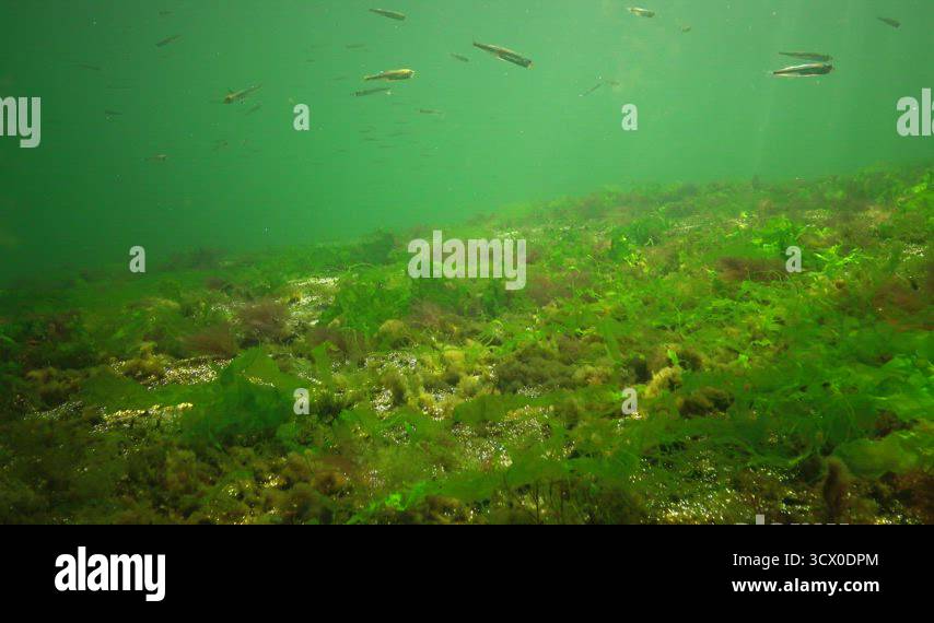 Photosynthesis in the sea, underwater landscape, fish Atherina pontica ...