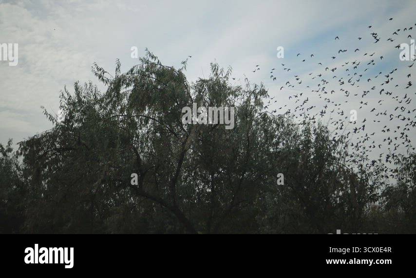 Flock of birds swarming against a blue sky with clouds. Large group of ...