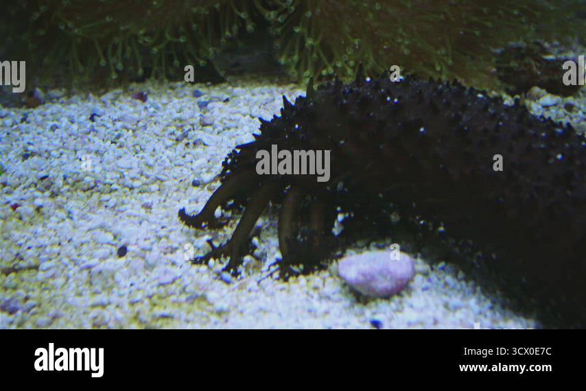 Holothuria in the marine aquarium, tentacles collects food on the sand ...