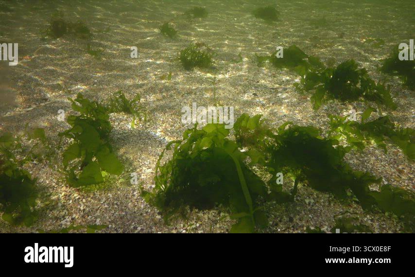 Photosynthesis in the sea, underwater landscape. Green algae on the ...
