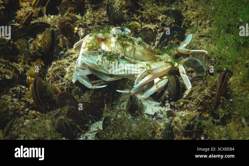 Reproduction of crabs (Liocarcinus holsatus). Male and female before ...