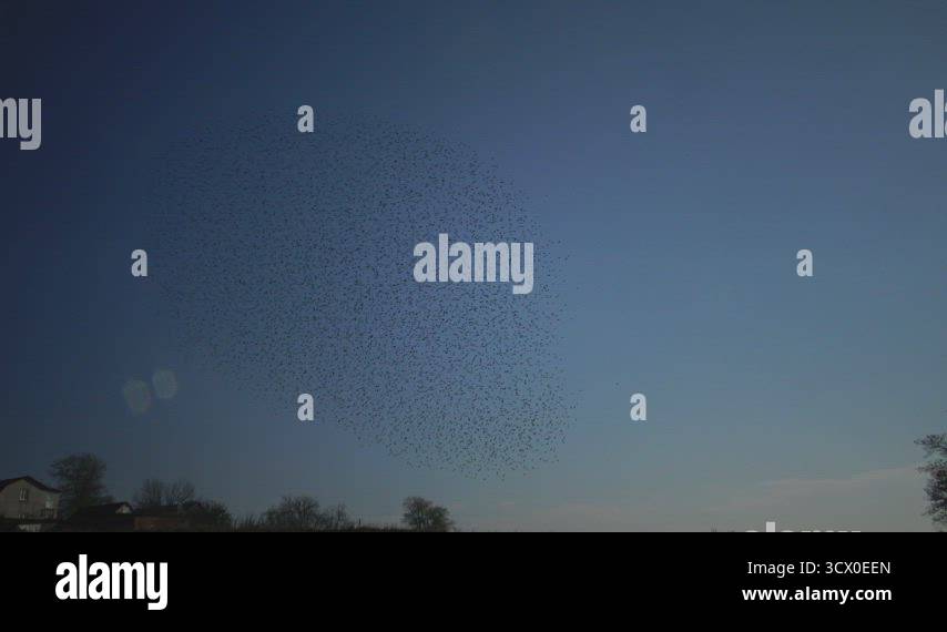 A flock of black starling birds (Sturnus vulgaris) flies in the sky ...