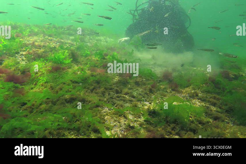 Photosynthesis in the sea, A diver touches oxygen bubbles synthesized ...
