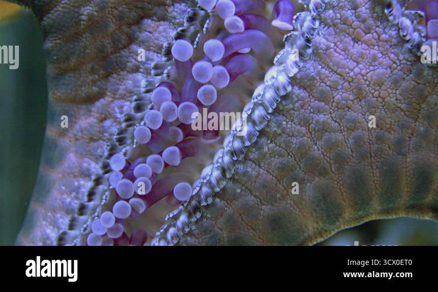Starfish, view from the bottom side, macro photography of the mouth ...