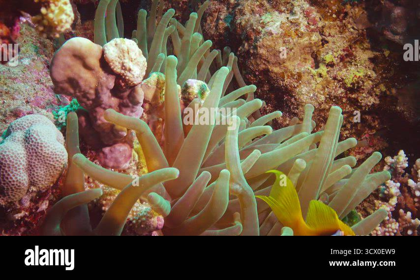 Fish of the Red Sea. Red Sea Anemonefish (Amphiprion bicinctus). A ...