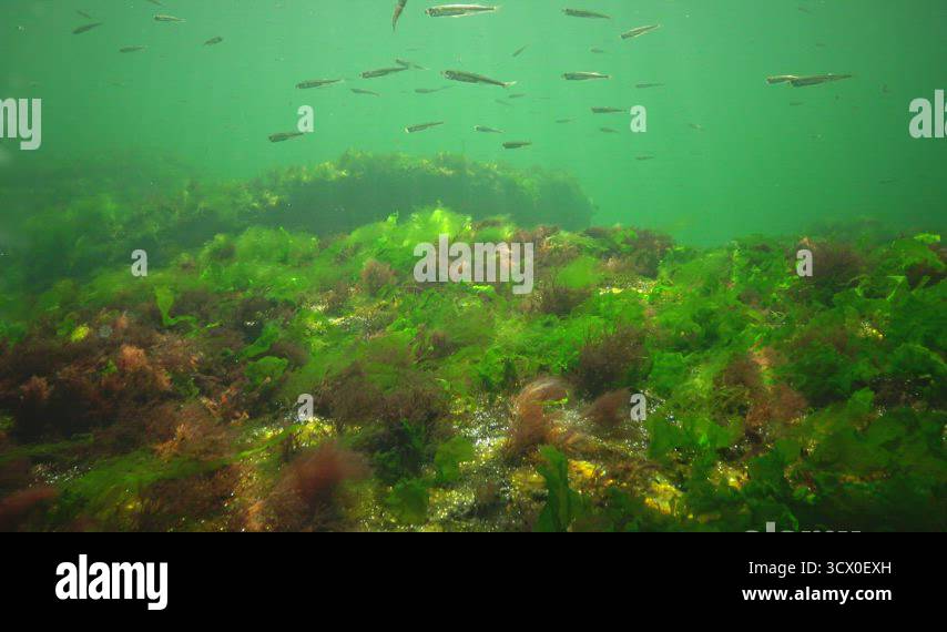 Photosynthesis in the sea, A diver touches oxygen bubbles synthesized ...